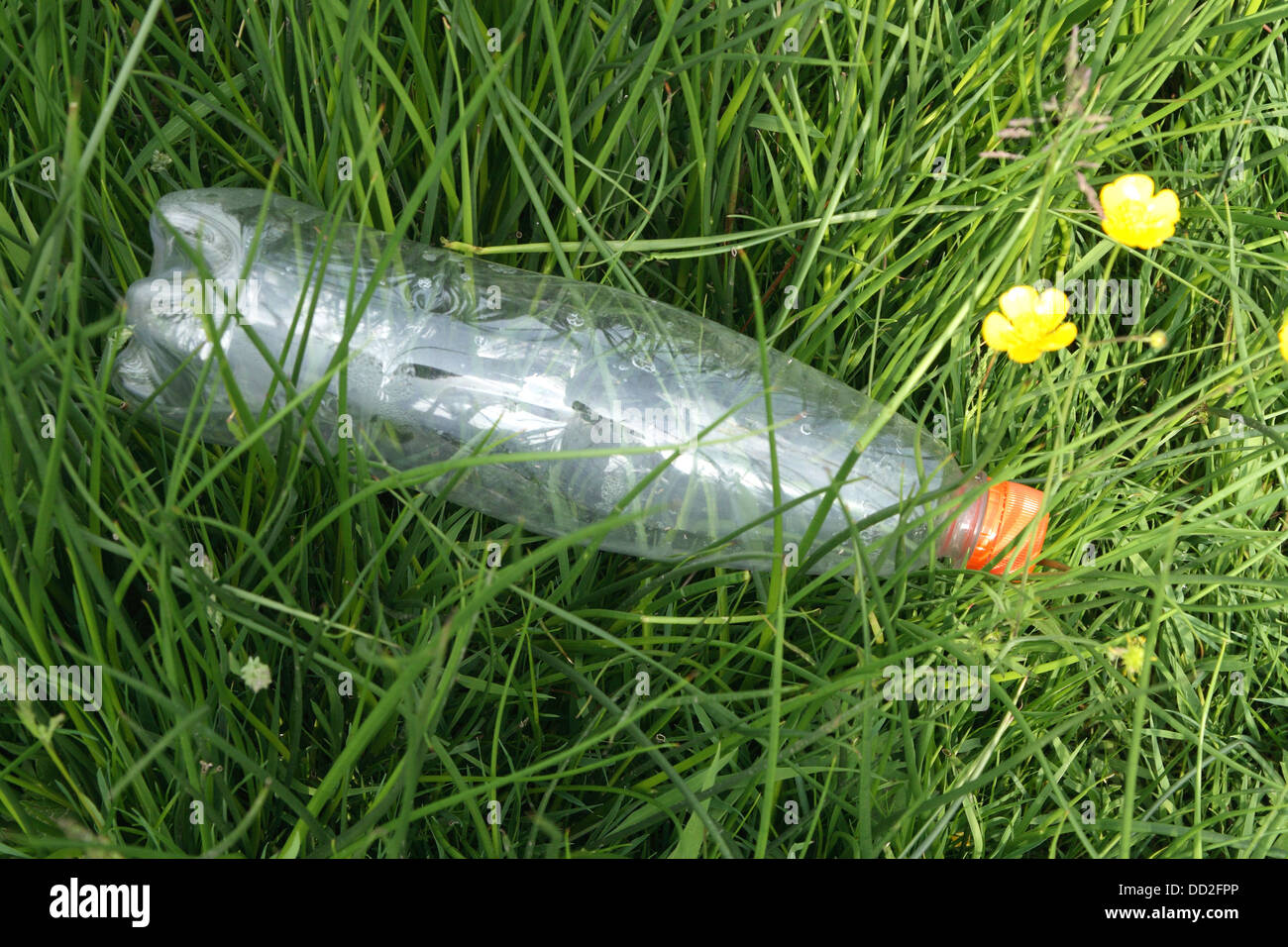 Litter. An empty plastic bottle has been thrown onto the grass and left ...