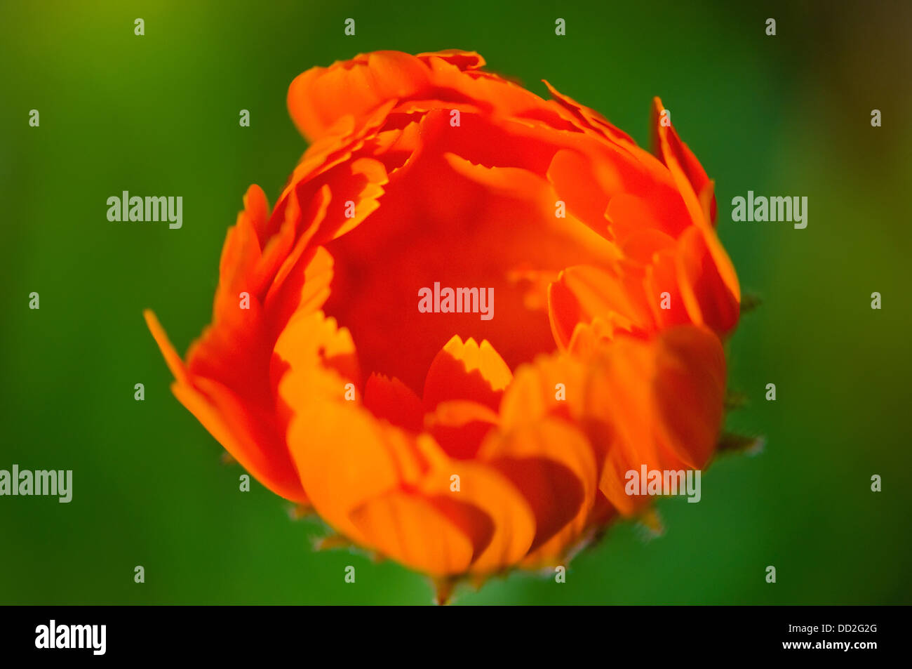 Petaluma flower hi-res stock photography and images - Alamy