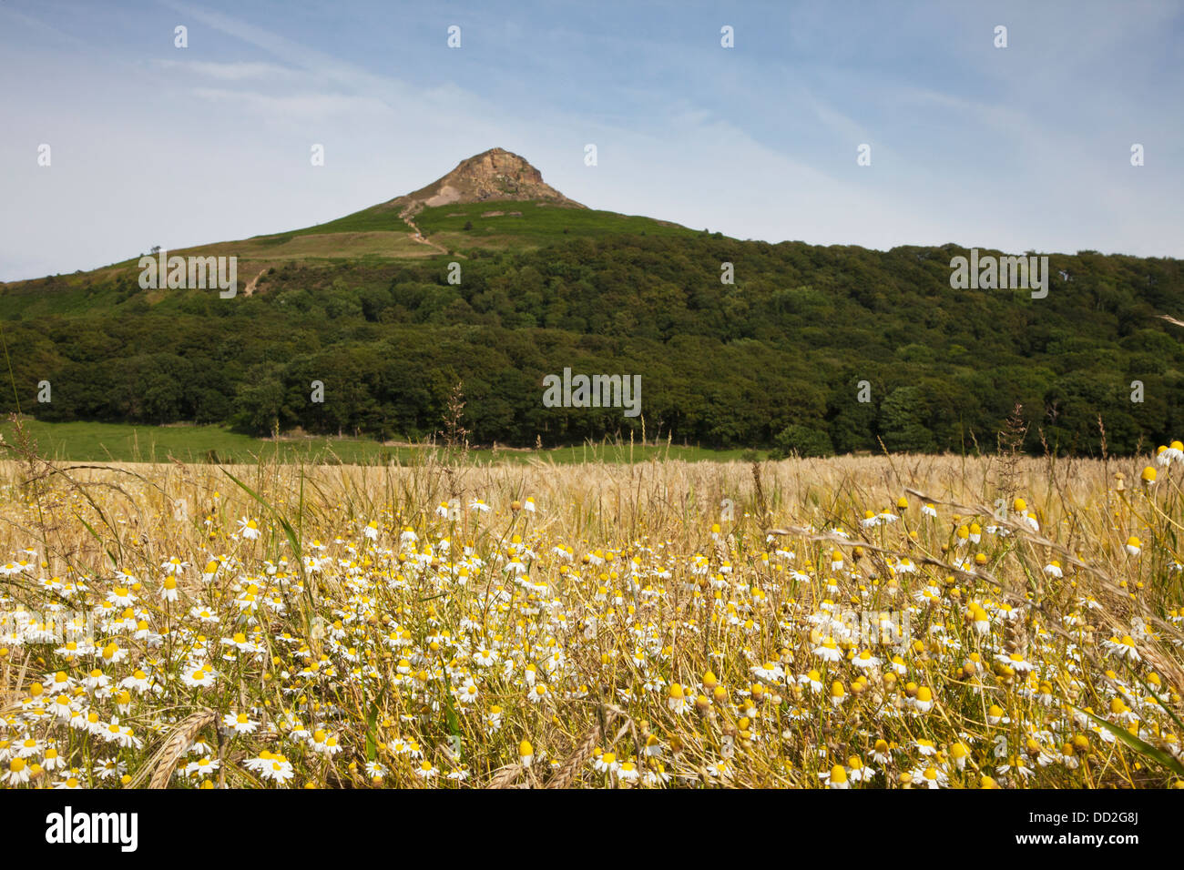 The Peak At The Top Of A Hill With White Wildflowers In A Field Below ...