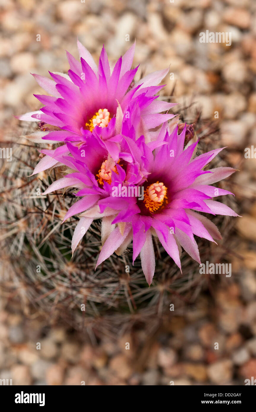 Pink cactus blooms hi-res stock photography and images - Alamy