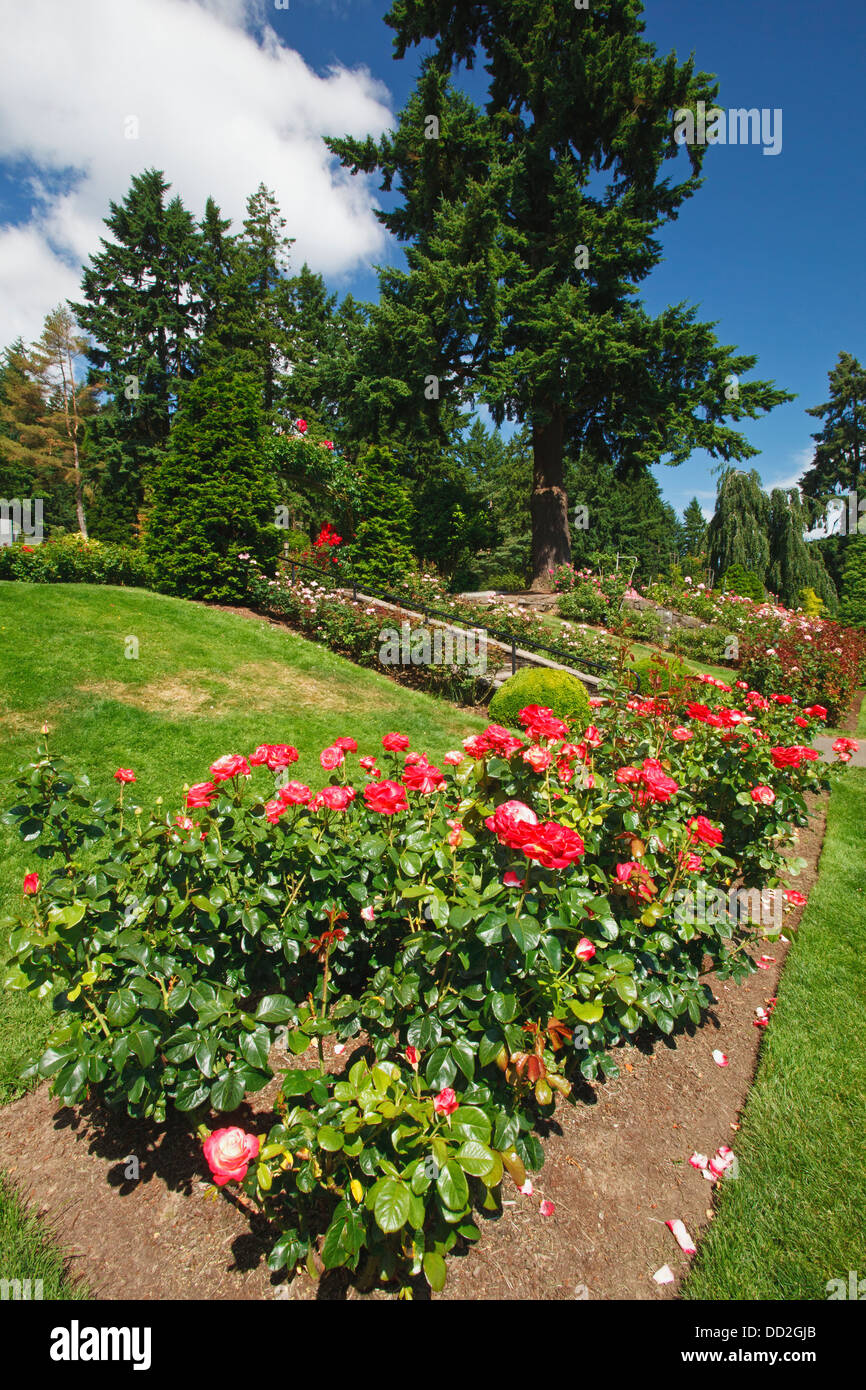 Red Roses In A Garden At The International Rose Test Garden; Portland ...