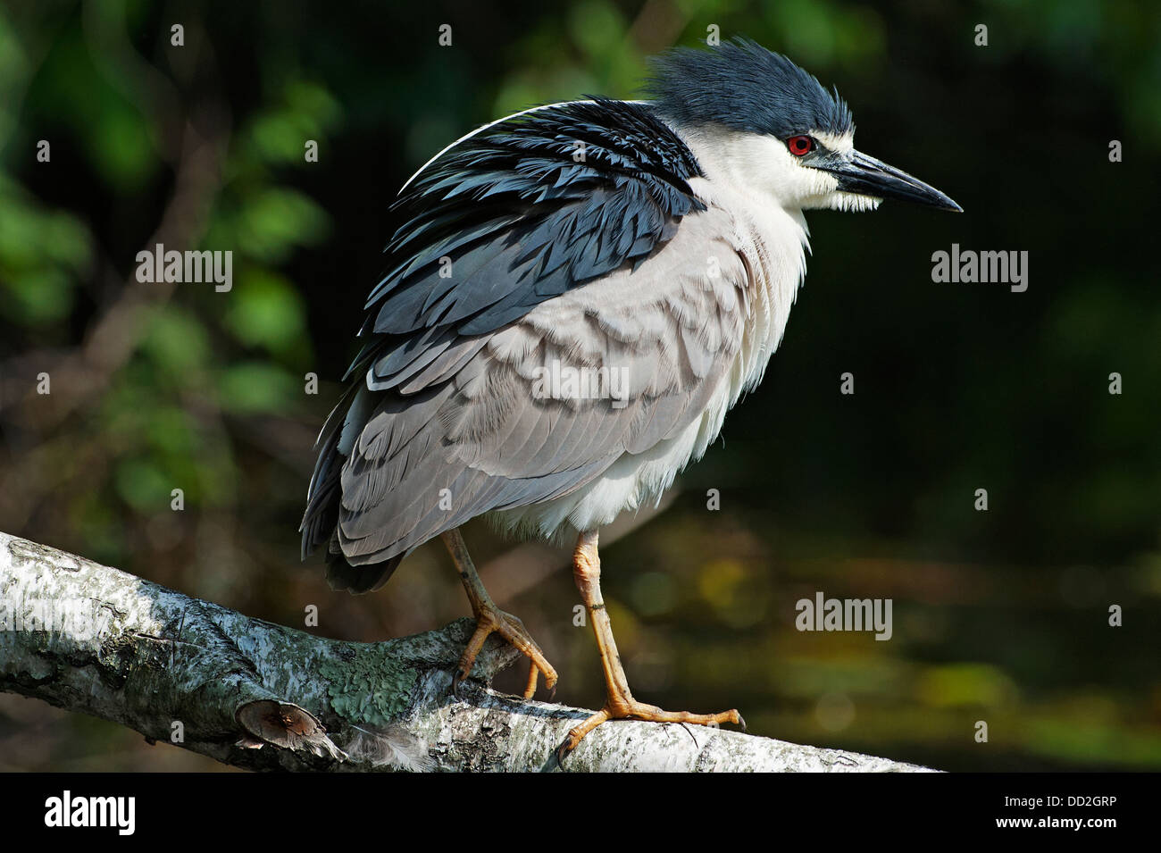 Adult black-crowned night heron fluffing feathers Stock Photo - Alamy
