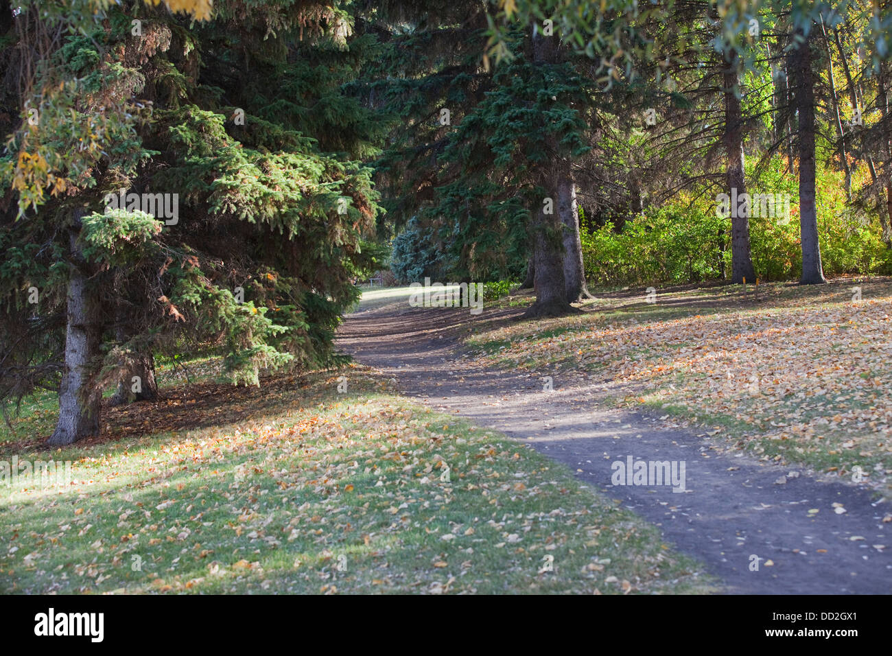 Canada tree path fall hi-res stock photography and images - Alamy
