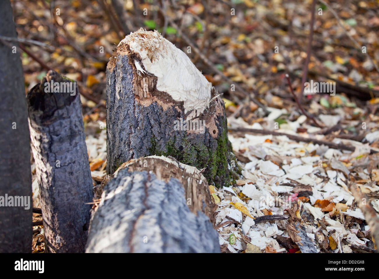 Tree Stump After Beavers Have Chewed It Down; Edmonton, Alberta, Canada ...