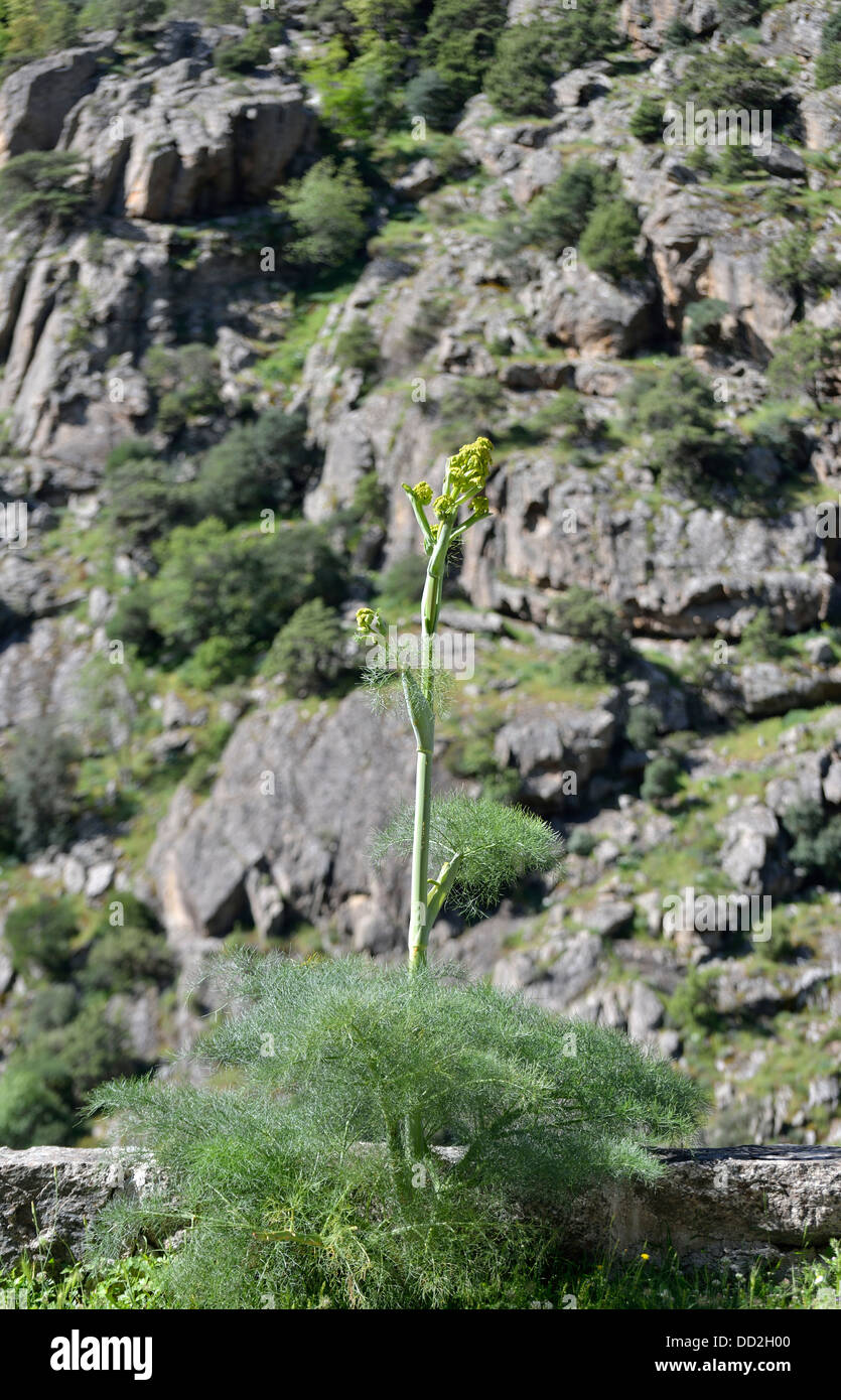 Spring flowers, Niolo Valley, Central Massif, Corsica, France Stock ...