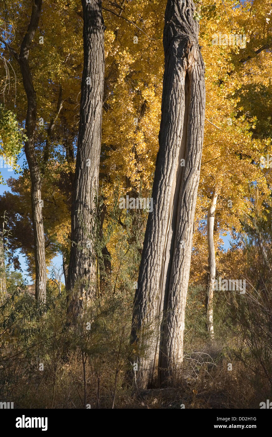 Rio Rancho Bosque, Rio Rancho, NM. Photo by Janet Worne Stock Photo - Alamy