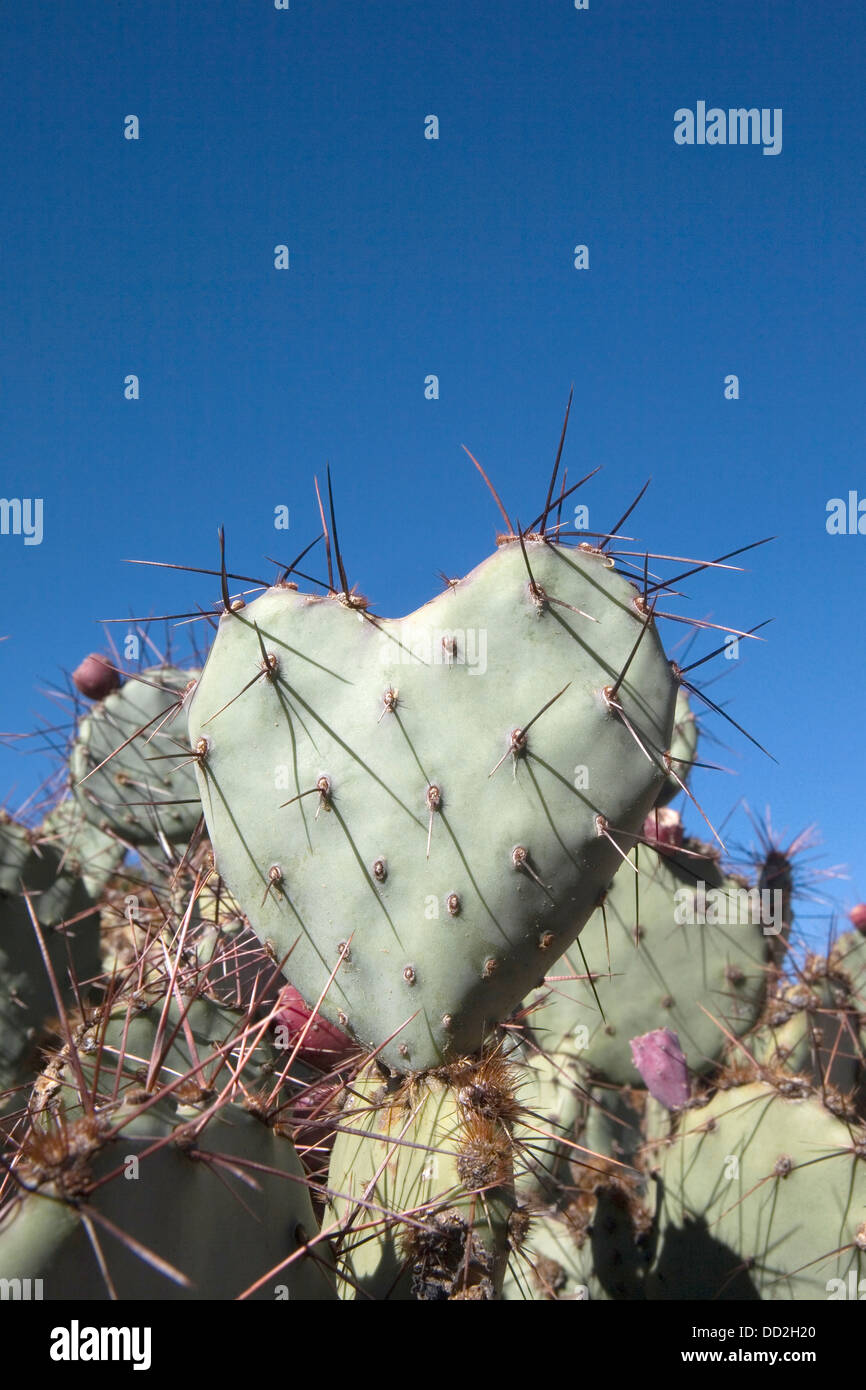 Heart-shaped Prickly Pear cactus, Corrales, NM. Photo by Janet Worne ...