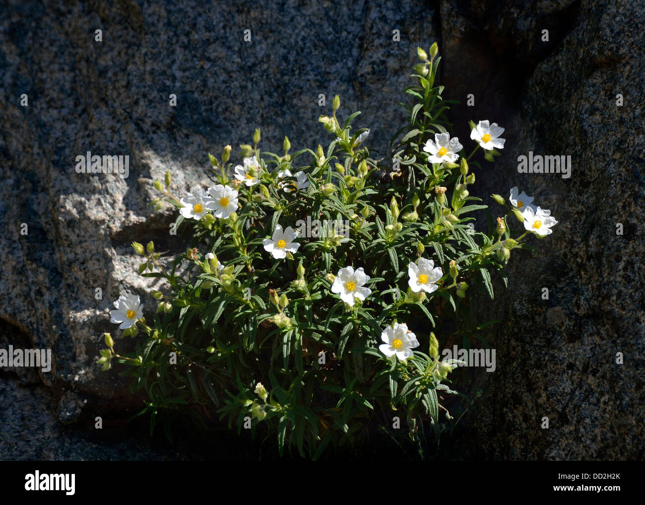 Corsica france spring flower hi-res stock photography and images - Alamy
