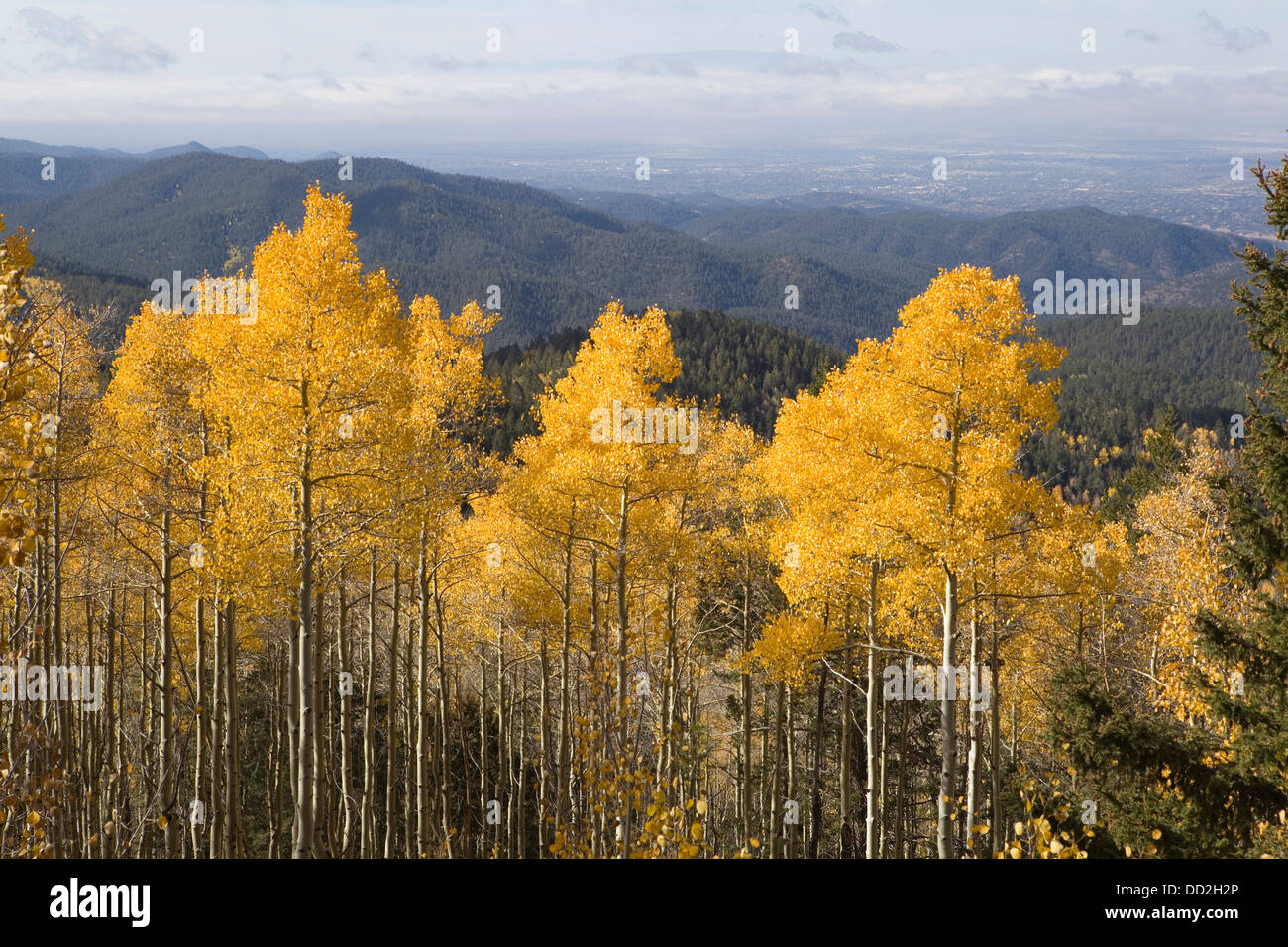 Autumn leaves in the Sangre de Cristo mountains with a view of Santa Fe ...