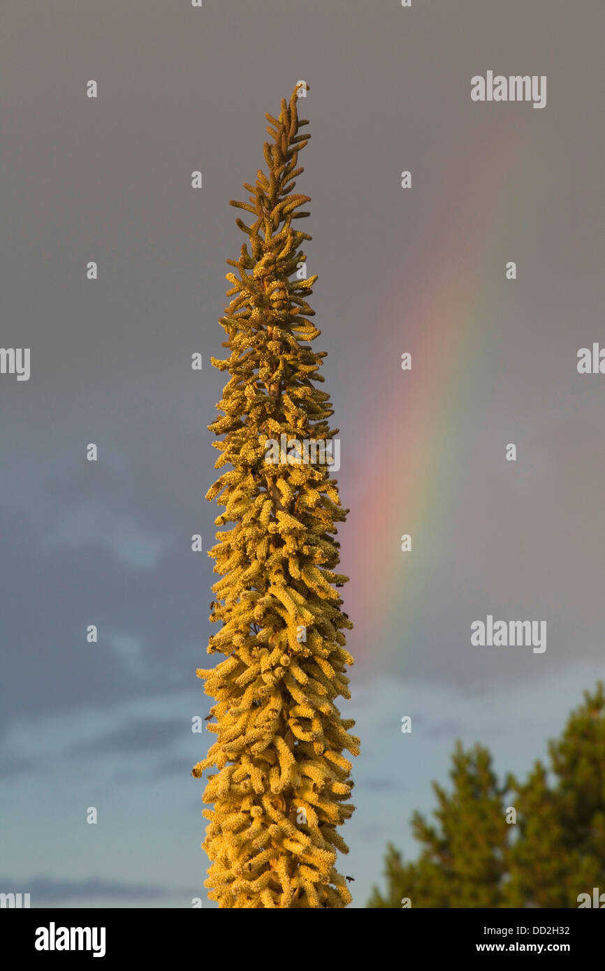 Yucca flower hi-res stock photography and images - Alamy