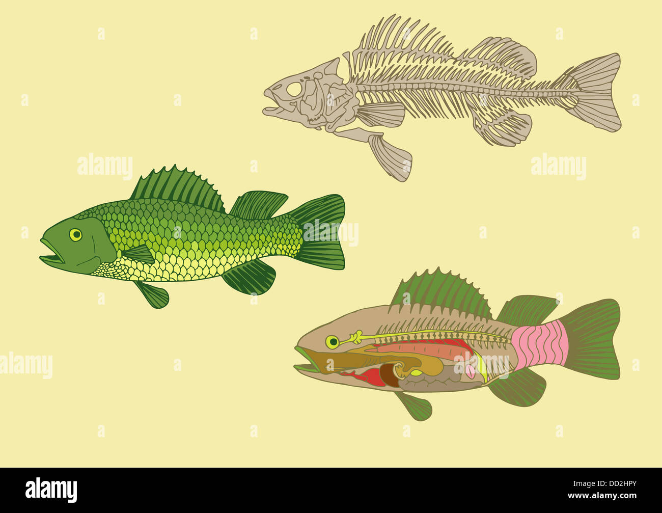 zoology, anatomy of fish , cross-section and skeleton Stock Photo - Alamy