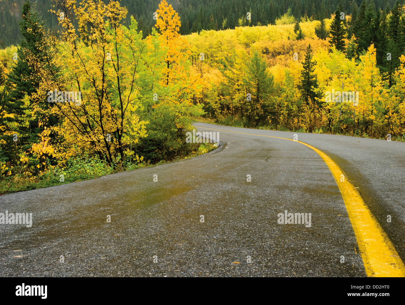 Yellow Road Centre Line And Yellow Trees In Autumn; Alberta, Canada ...