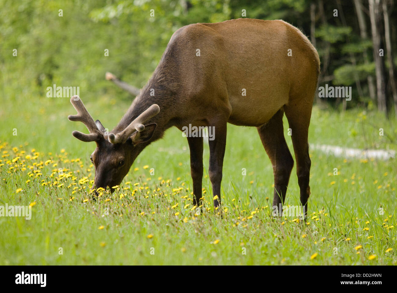 Elk (Cervus Canadensis) Grazing On Wildflowers In Prince Albert ...