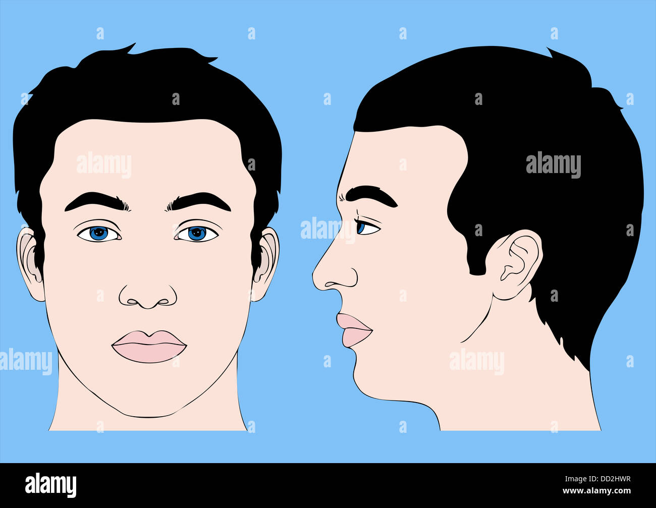 human head, front profile and left side Stock Photo - Alamy