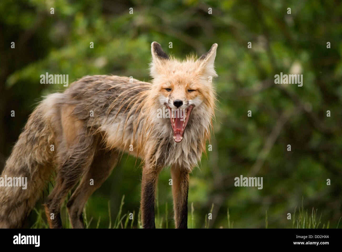 Growling fox hi-res stock photography and images - Alamy