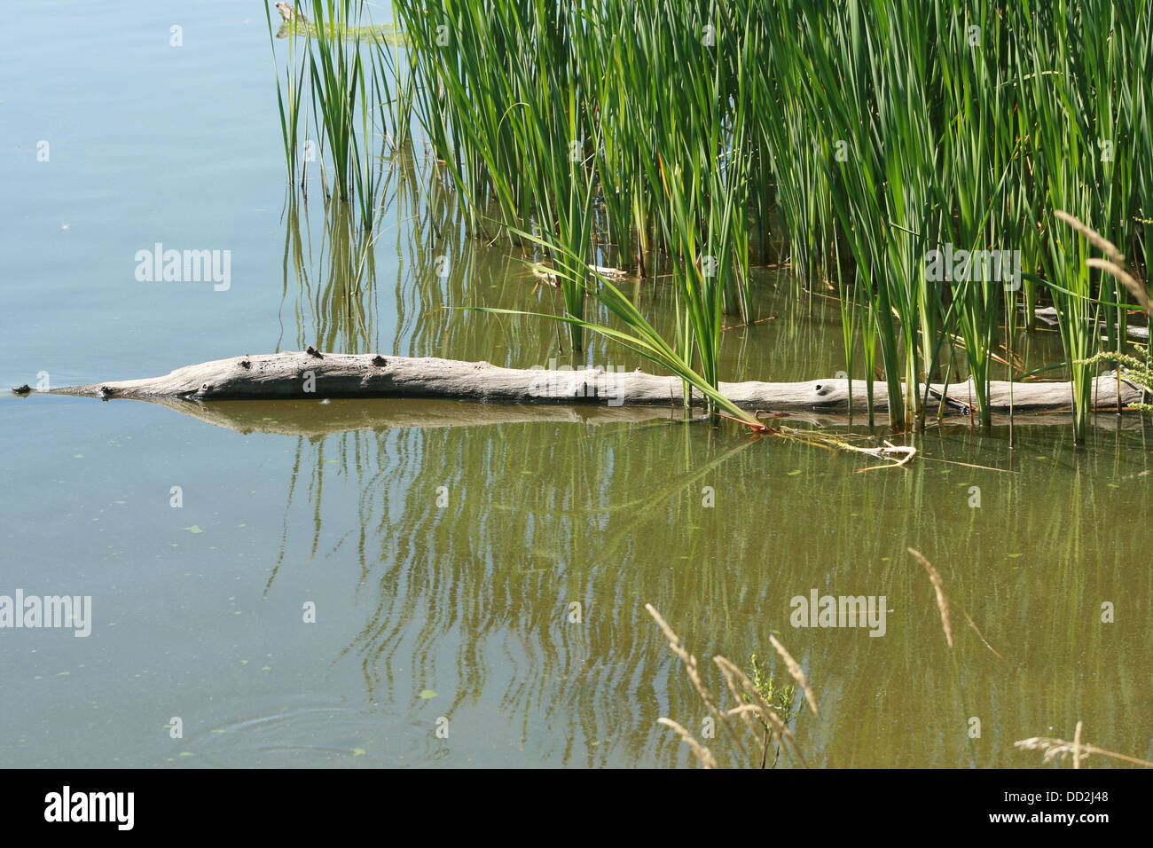 Log floating hi-res stock photography and images - Alamy