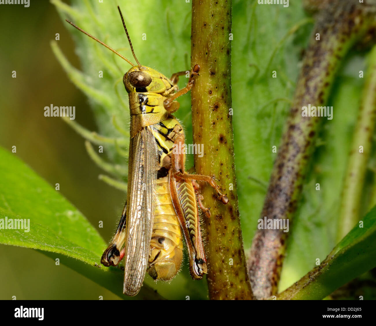 Green grass hopper on grass hi-res stock photography and images - Alamy