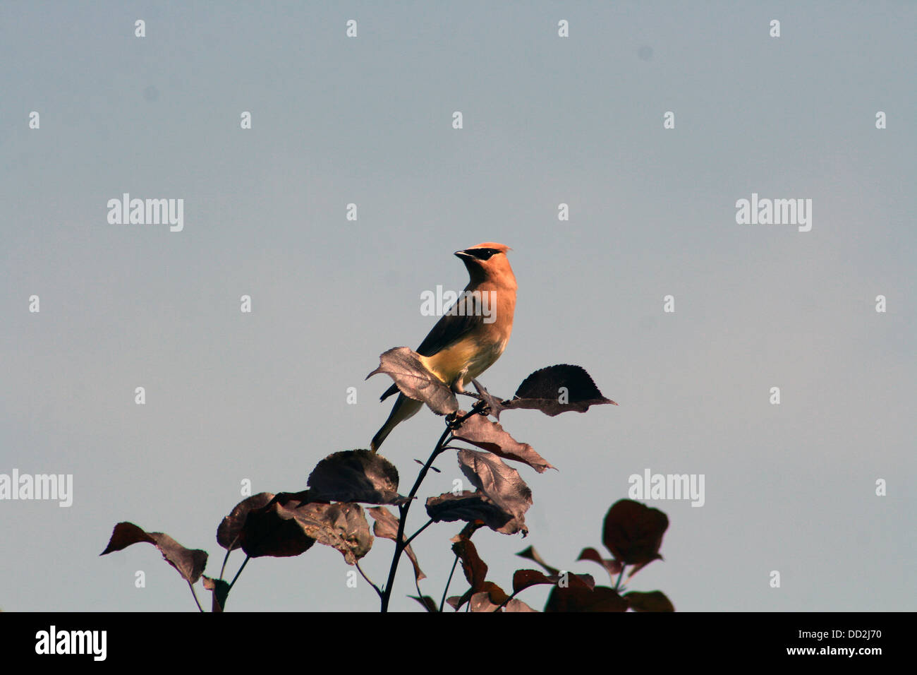A Cedar Waxwing on the branch of an apple tree in Morden, Manitoba ...