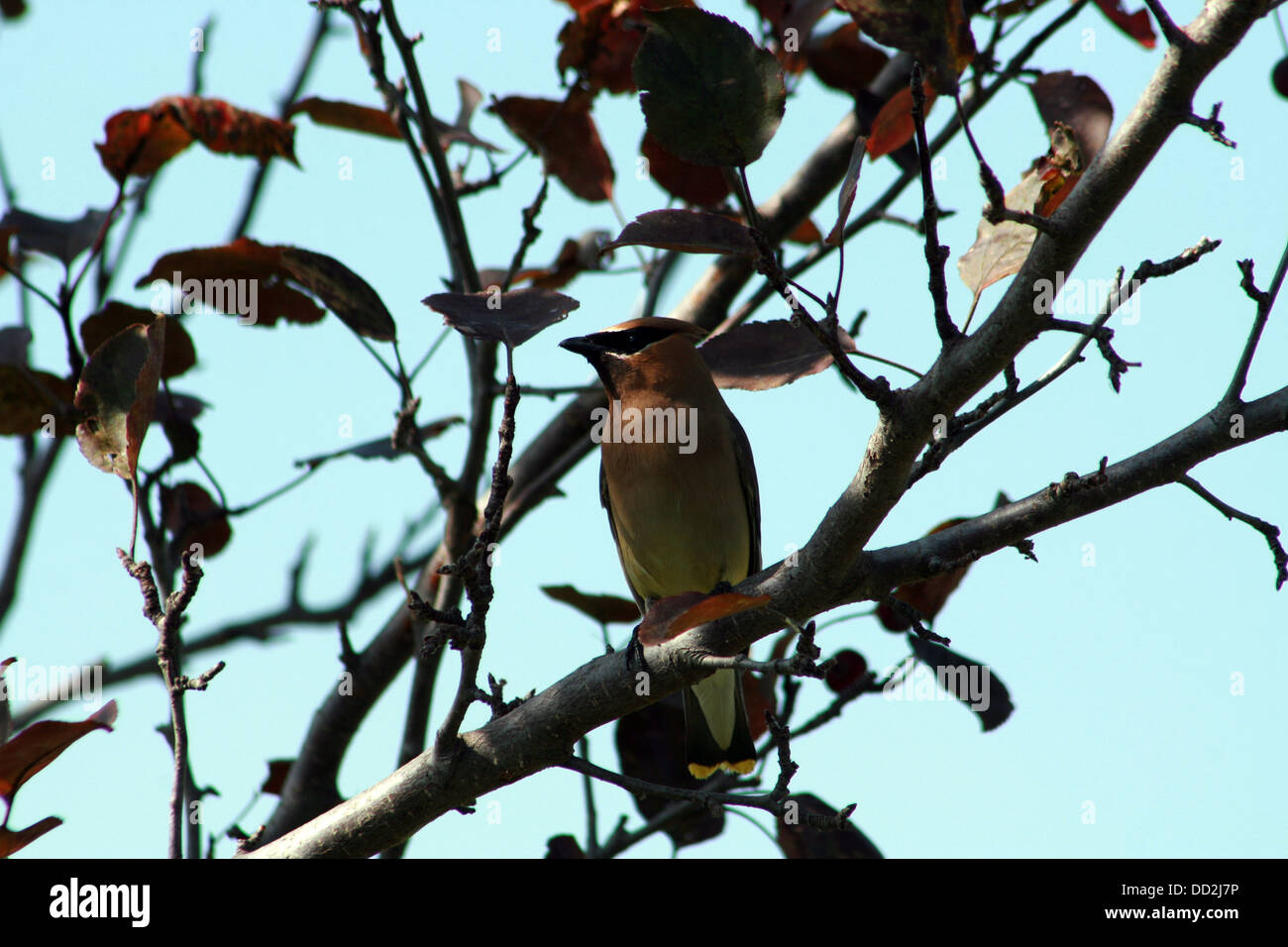 A Cedar Waxwing on the branch of an apple tree in Morden, Manitoba ...