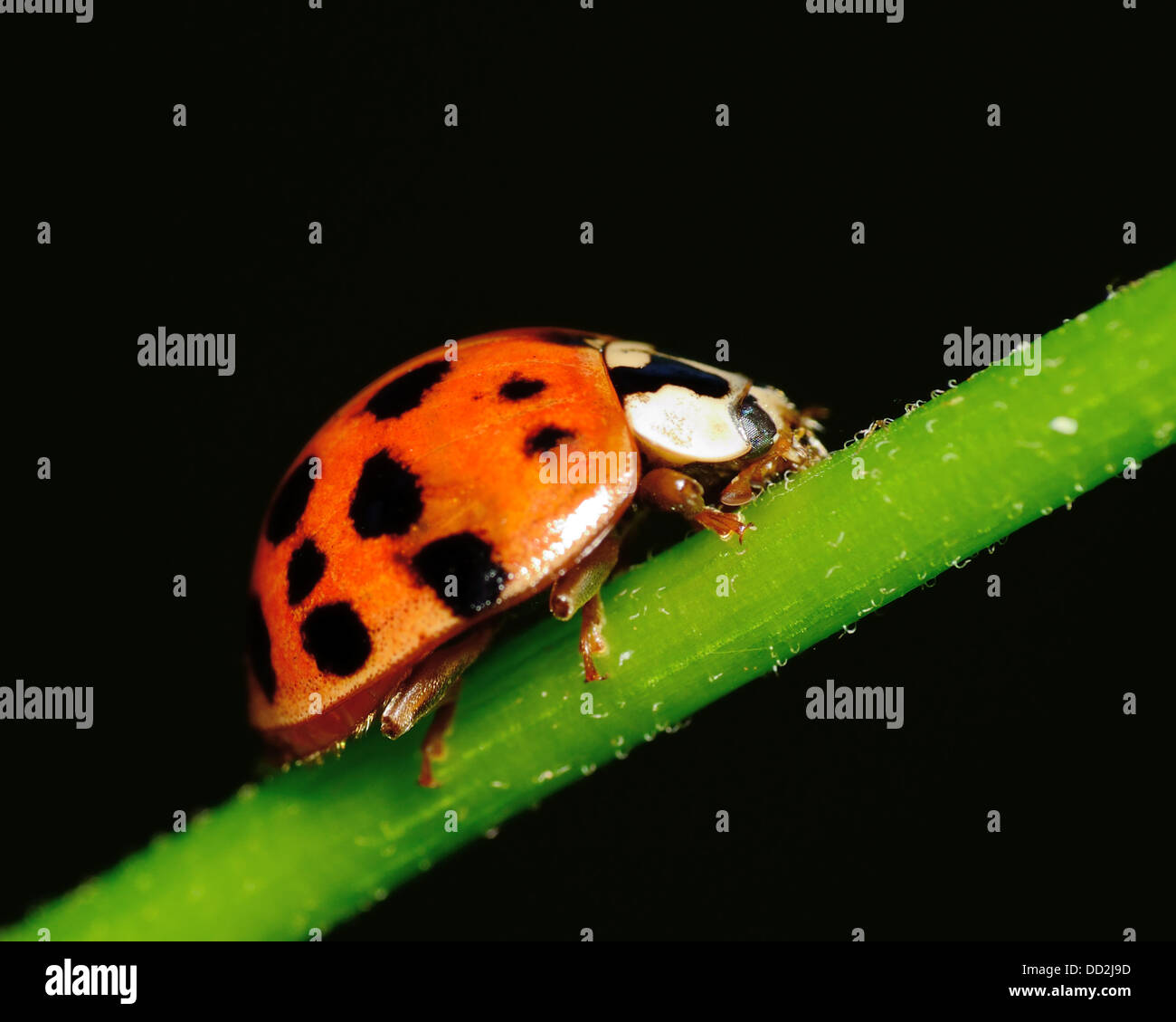 Ladybug macro hi-res stock photography and images - Alamy