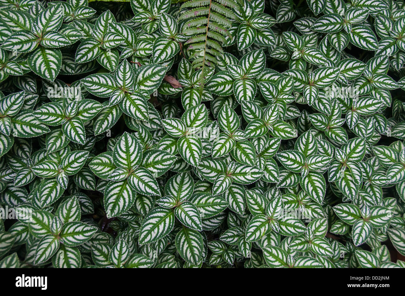 The jungle floor displays patterns of leafy greenery Stock Photo - Alamy