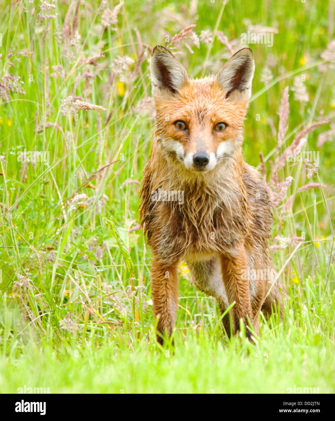 Wet red fox hi-res stock photography and images - Alamy