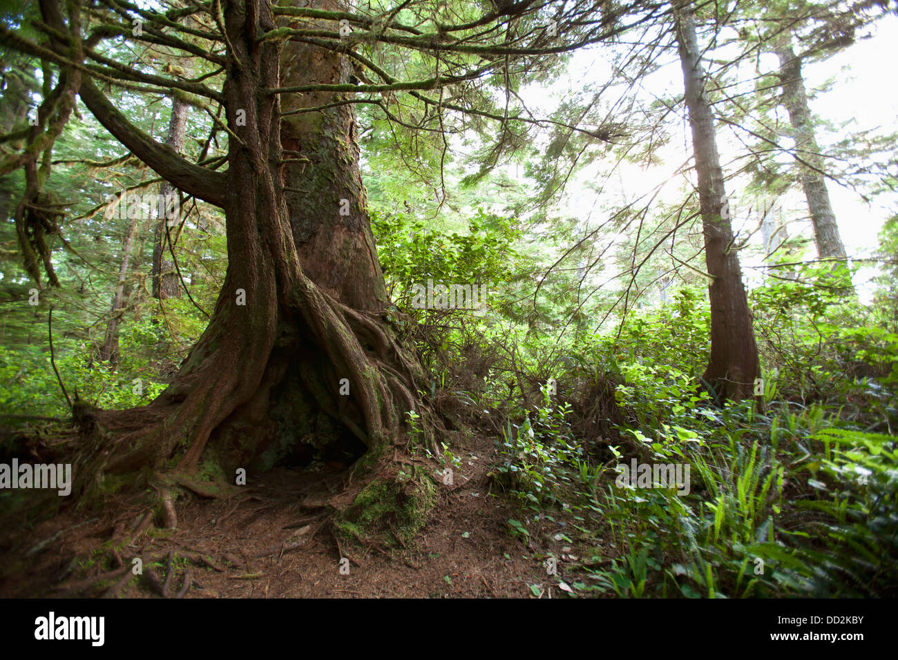 A Hollow Old Growth Giant Redwood Tree Along The Path To South Beach In ...