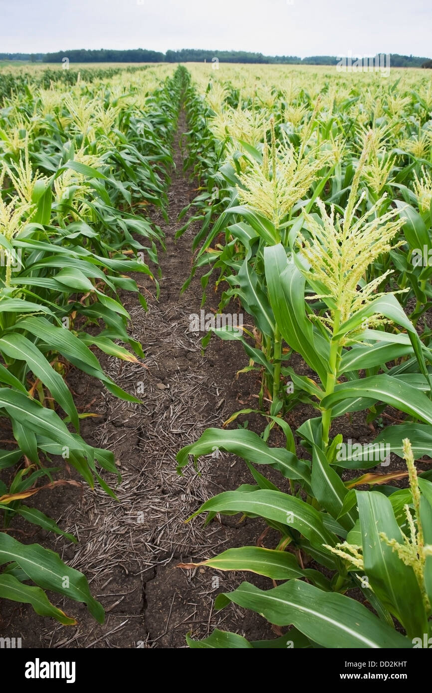 Corn on cob canada hi-res stock photography and images - Alamy