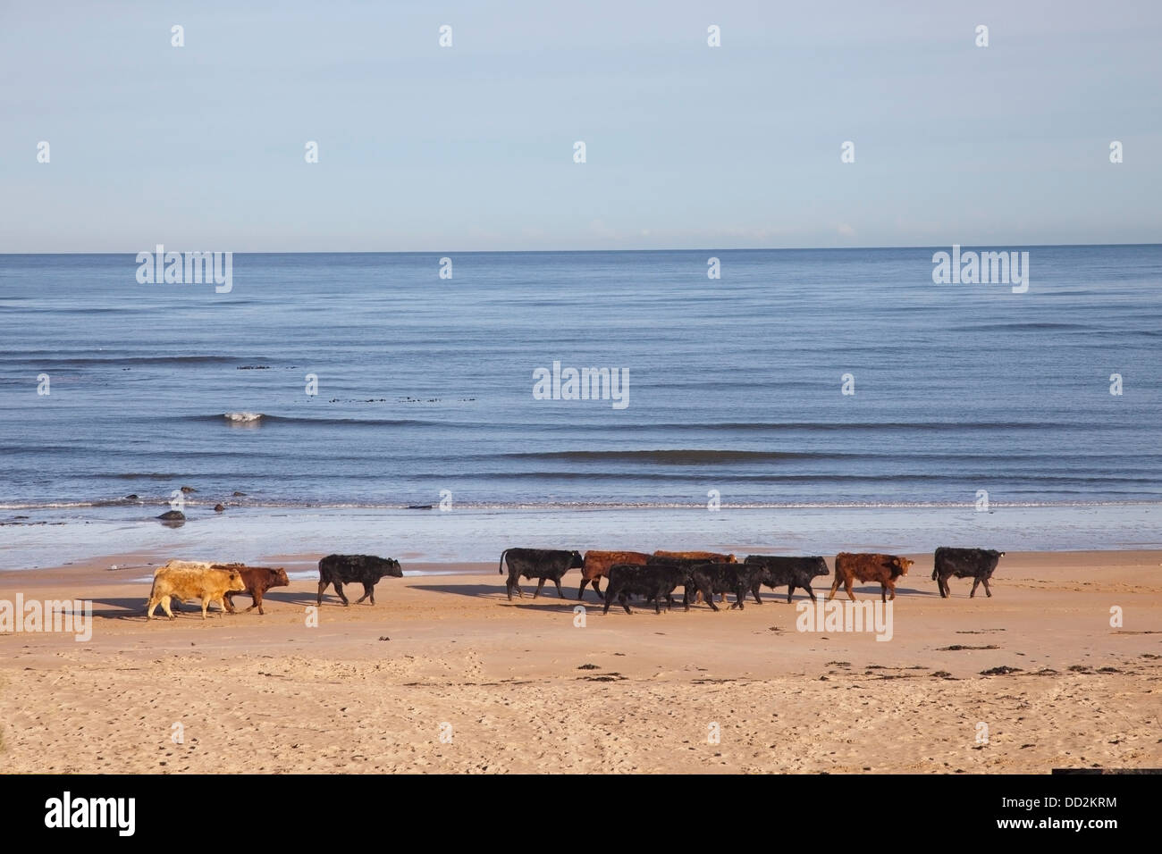 Cows walking on beach hi-res stock photography and images - Alamy