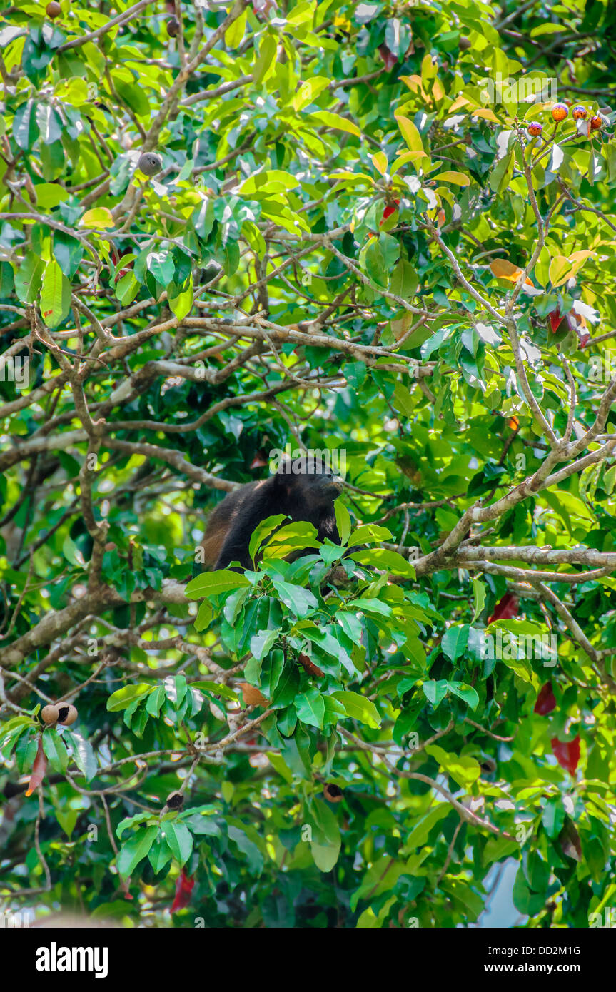 A howler monkey stares longingly at forbidden fruit Stock Photo - Alamy