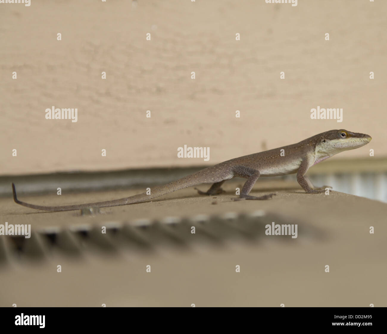Brown Anole Lizard Near Window Stock Photo - Alamy