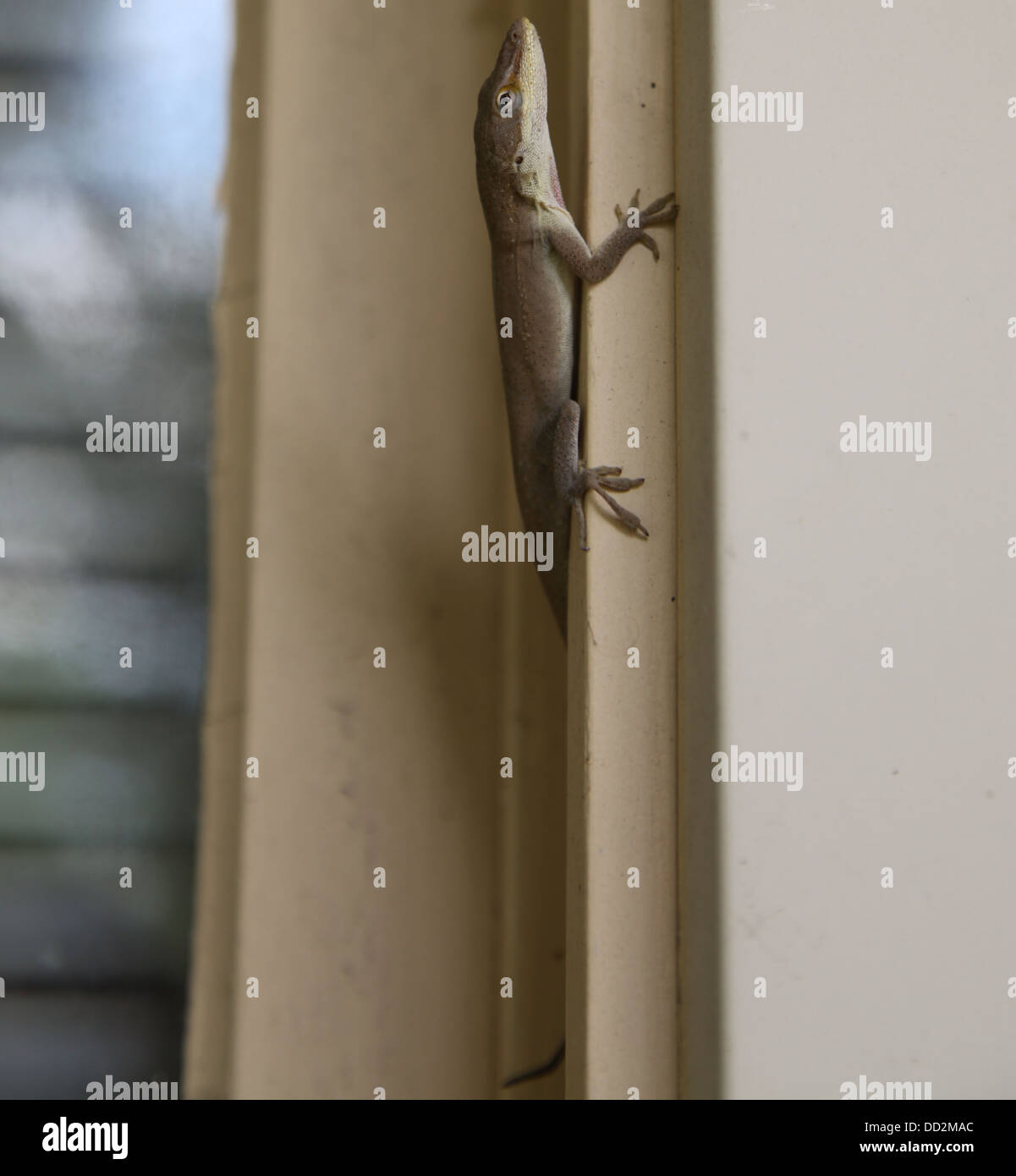 Brown Anole Lizard Near Window Stock Photo - Alamy