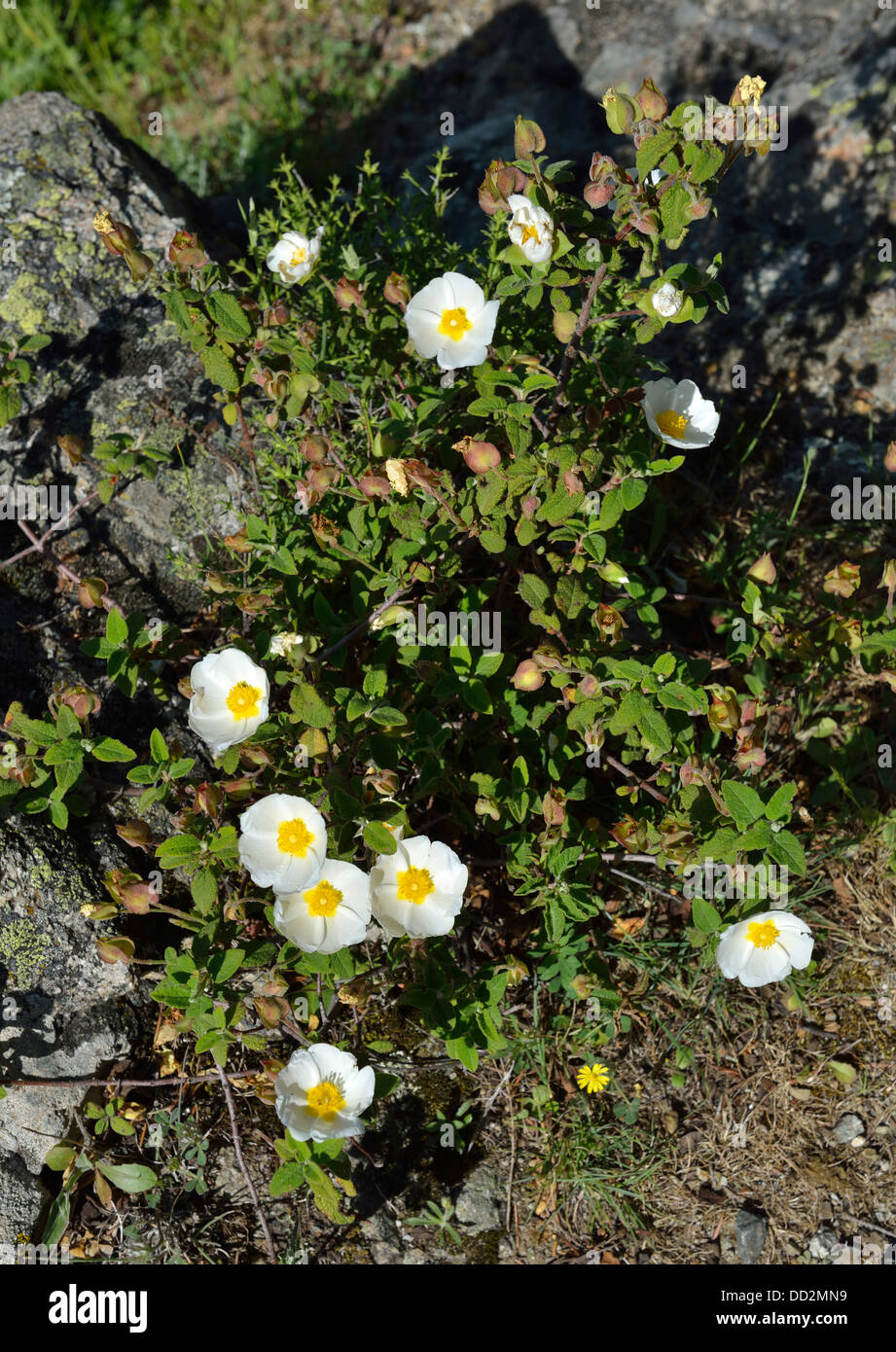 Spring flowers, Niolo Valley, Central Massif, Corsica, France Stock ...