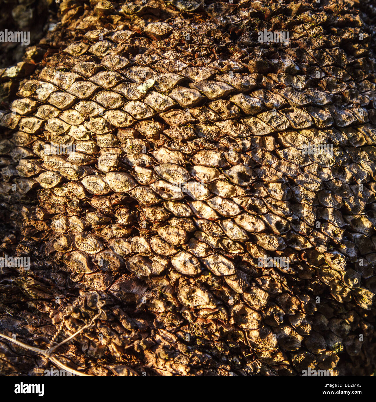 Closeup of the bark of the grasstree with a diamond pattern Stock Photo ...
