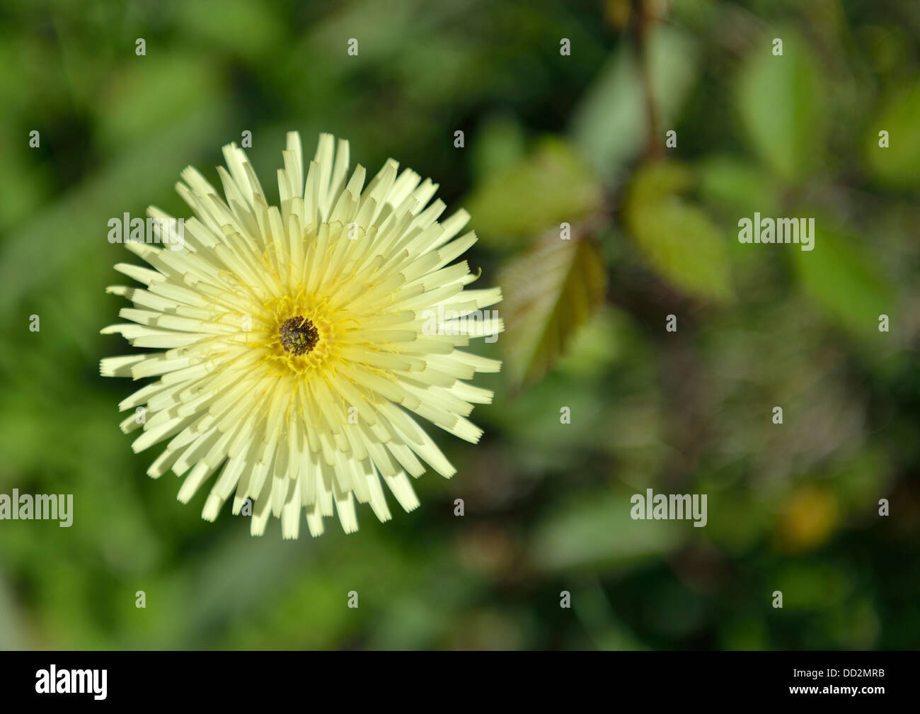Spring flower, Niolo Valley, Central Massif, Corsica, France Stock ...
