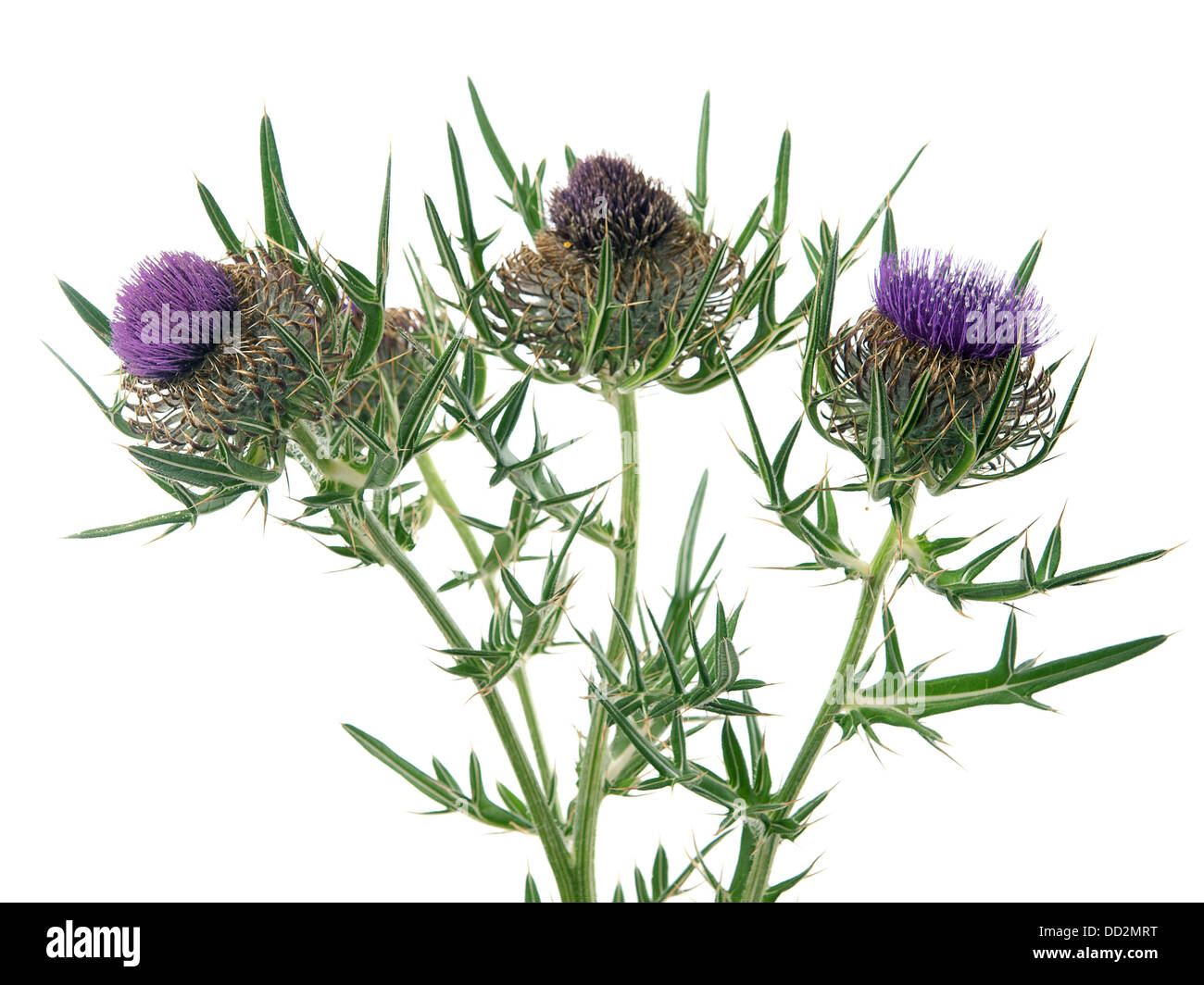 Scotland symbol - a thistle isolated on a over white background Stock ...