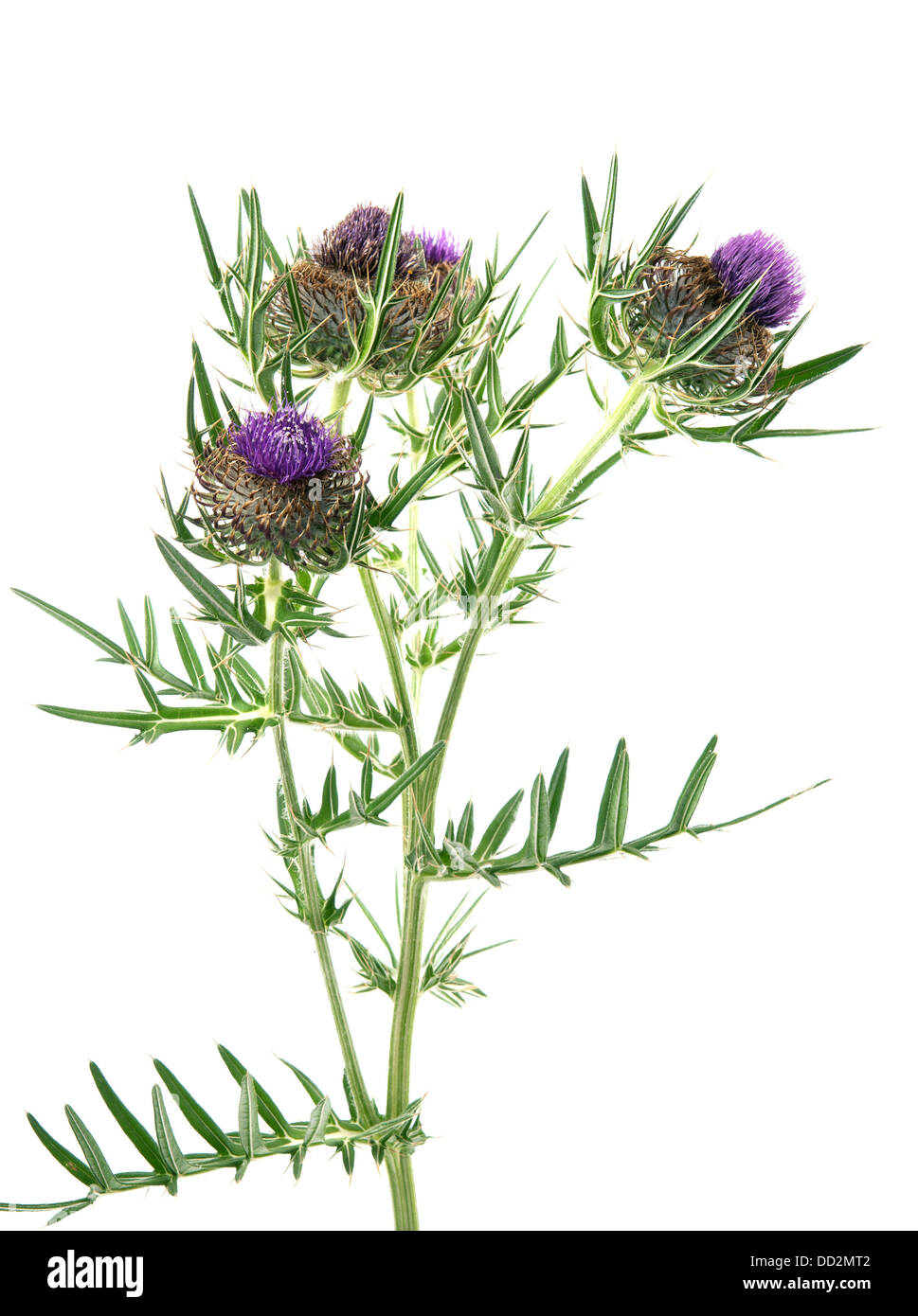 Scotland symbol - a thistle isolated on a over white background Stock ...