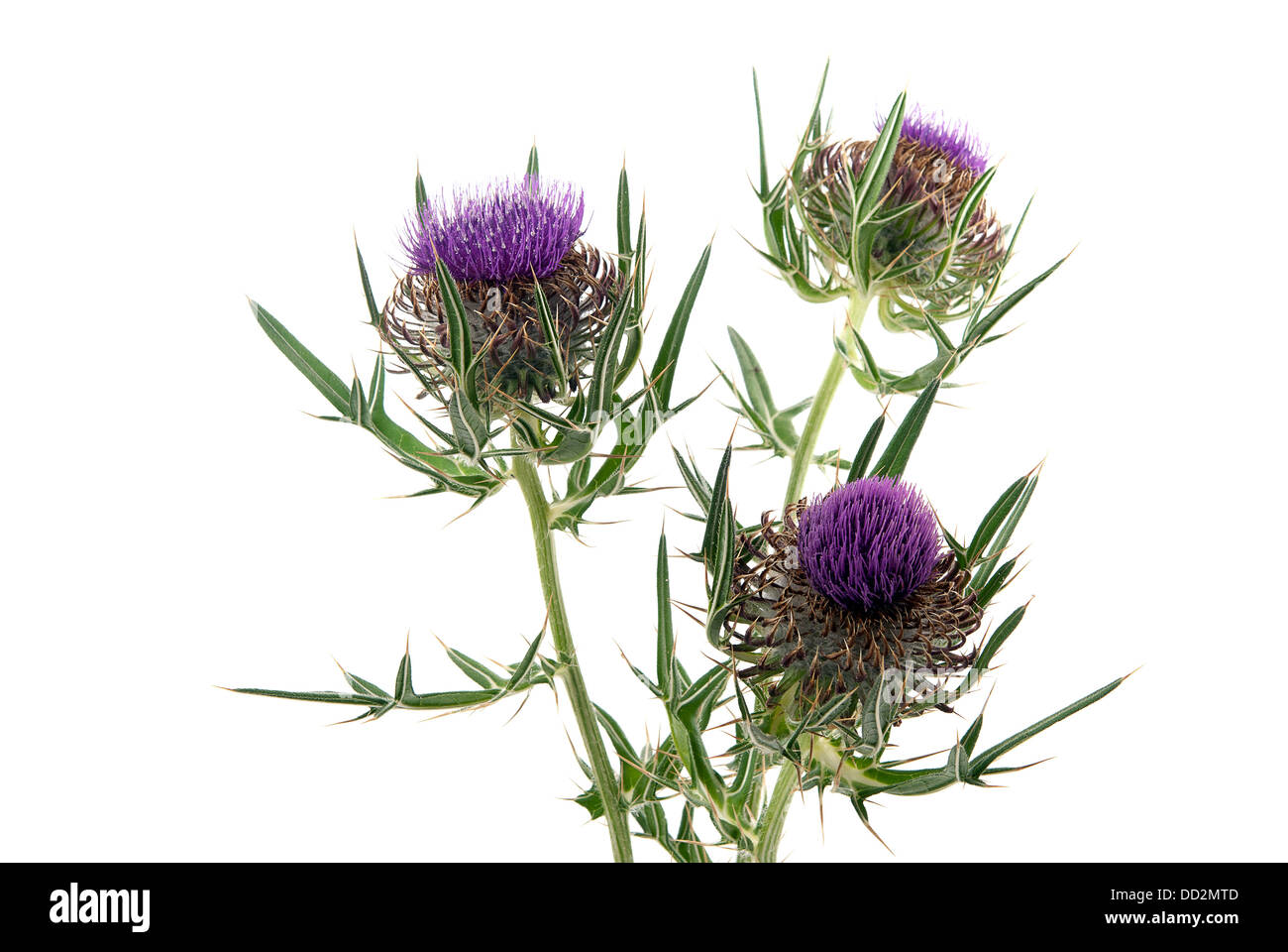 Scotland symbol - a thistle isolated on a over white background Stock ...