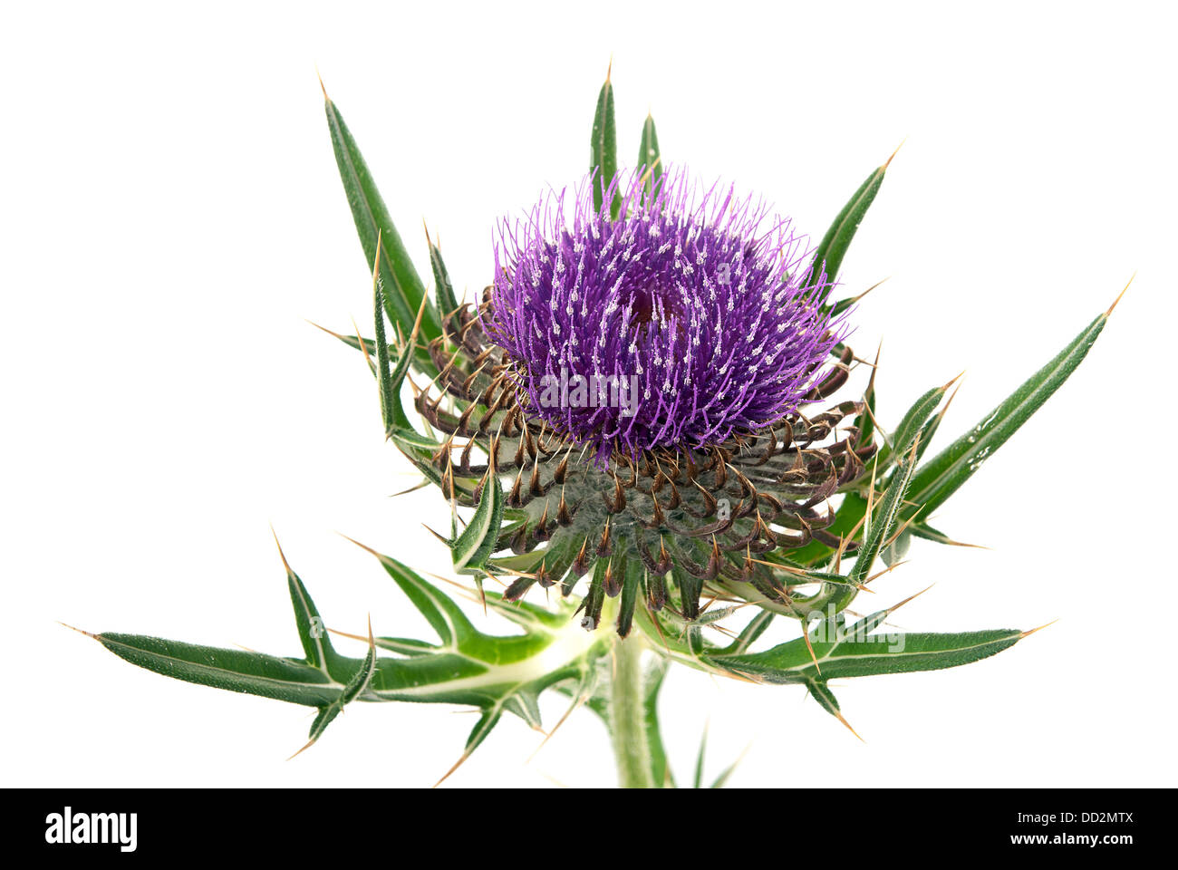 Scotland symbol - a thistle isolated on a over white background Stock ...
