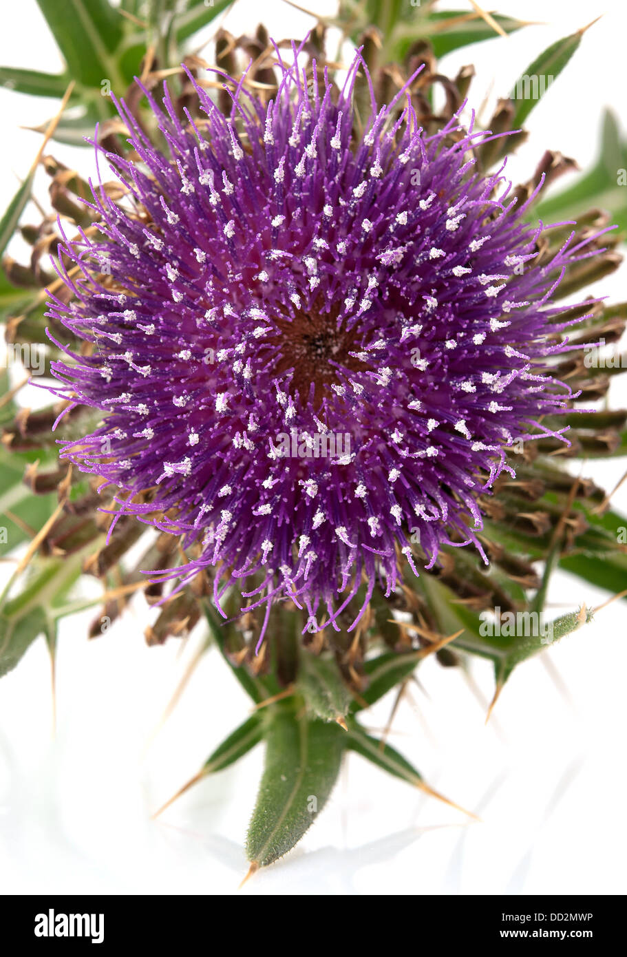 Scotland symbol - a thistle isolated on a over white background Stock ...