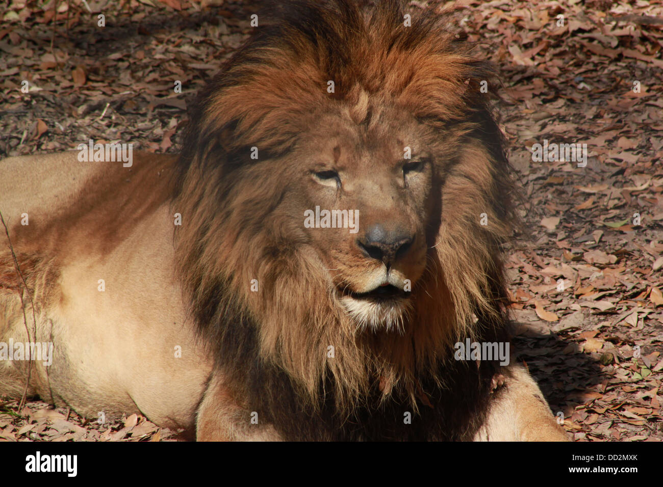 Lion in Camouflaged by Fall Leaves Stock Photo - Alamy