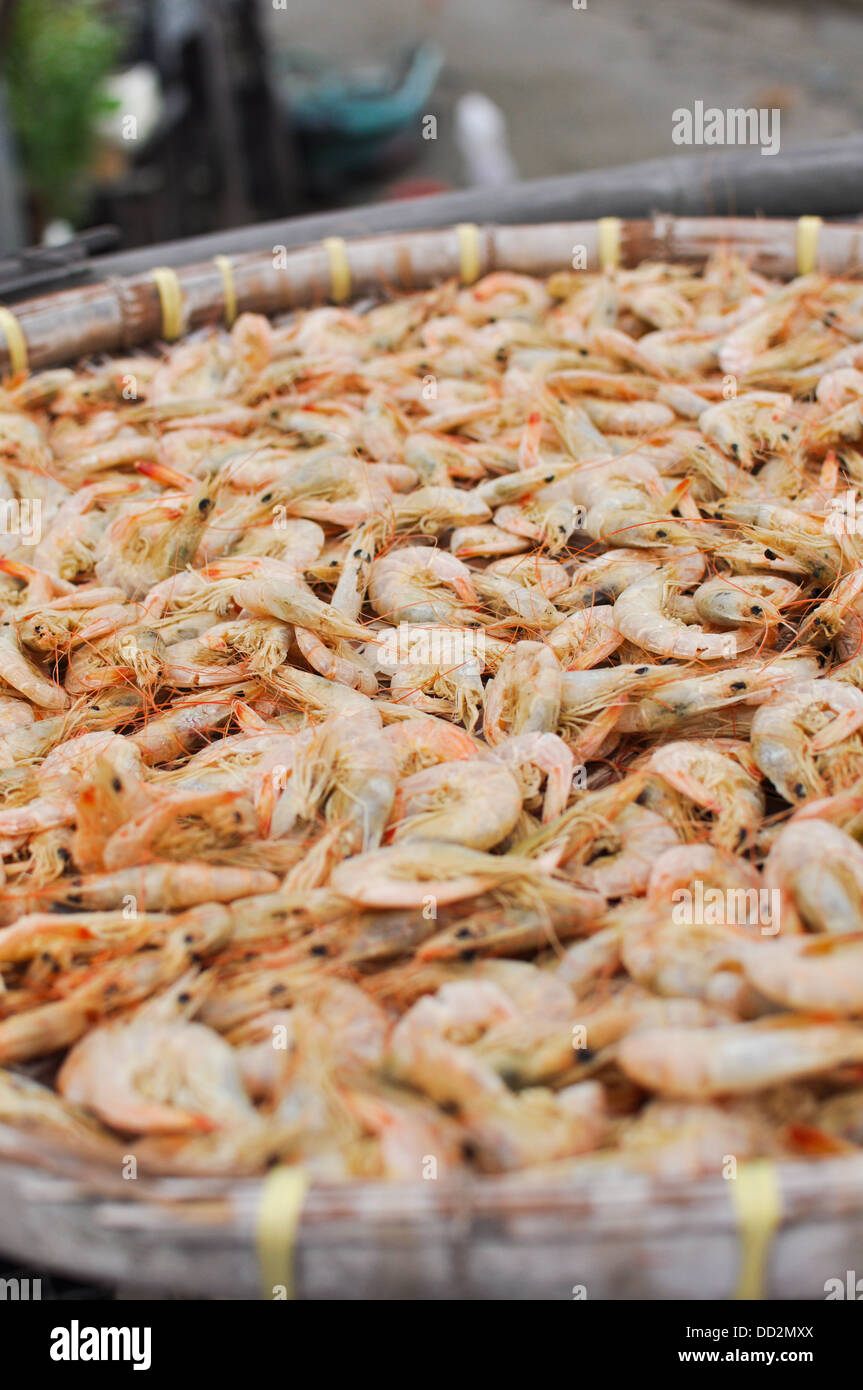 Lots of shrimps Stock Photo - Alamy