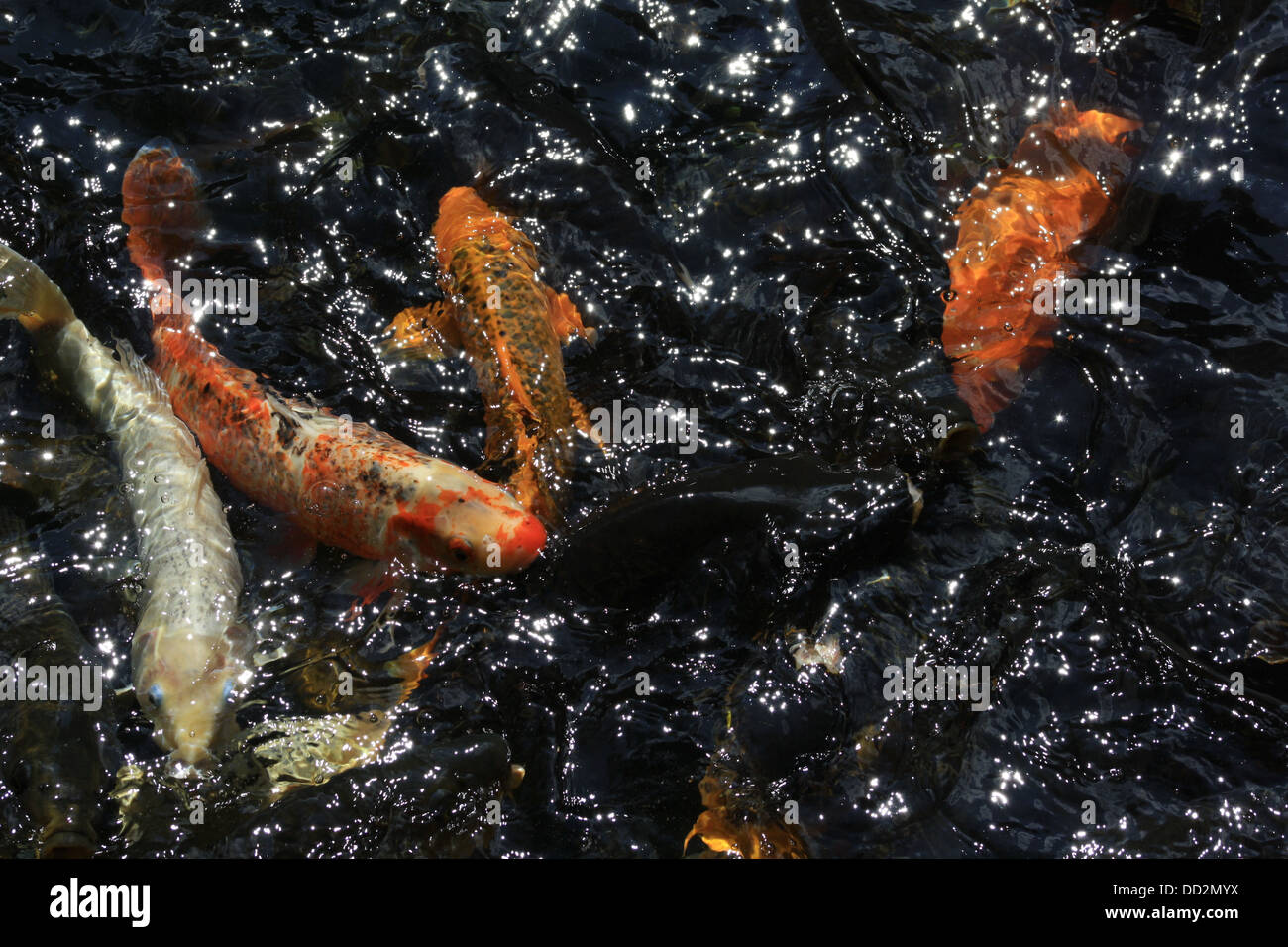 Overhead shot of koi in zoo pond at Alexandria, Louisiana Stock Photo ...