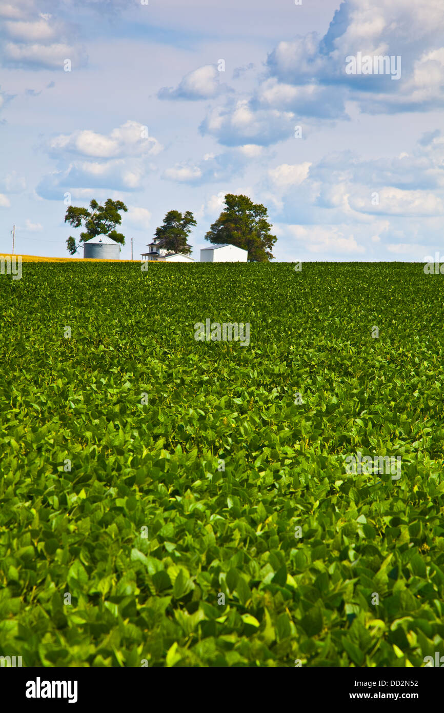 Field of soybeans hi-res stock photography and images - Alamy