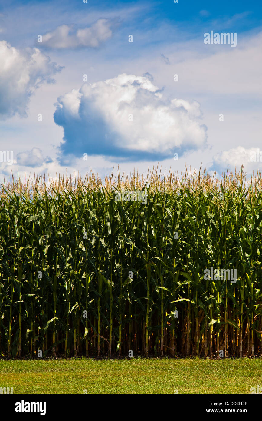 Very tall field of corn/maize growing near Chelsea in Iowa Stock Photo ...