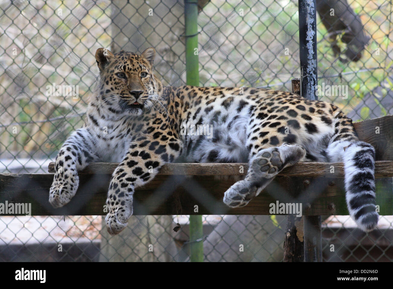 Leopard lying down Stock Photo - Alamy