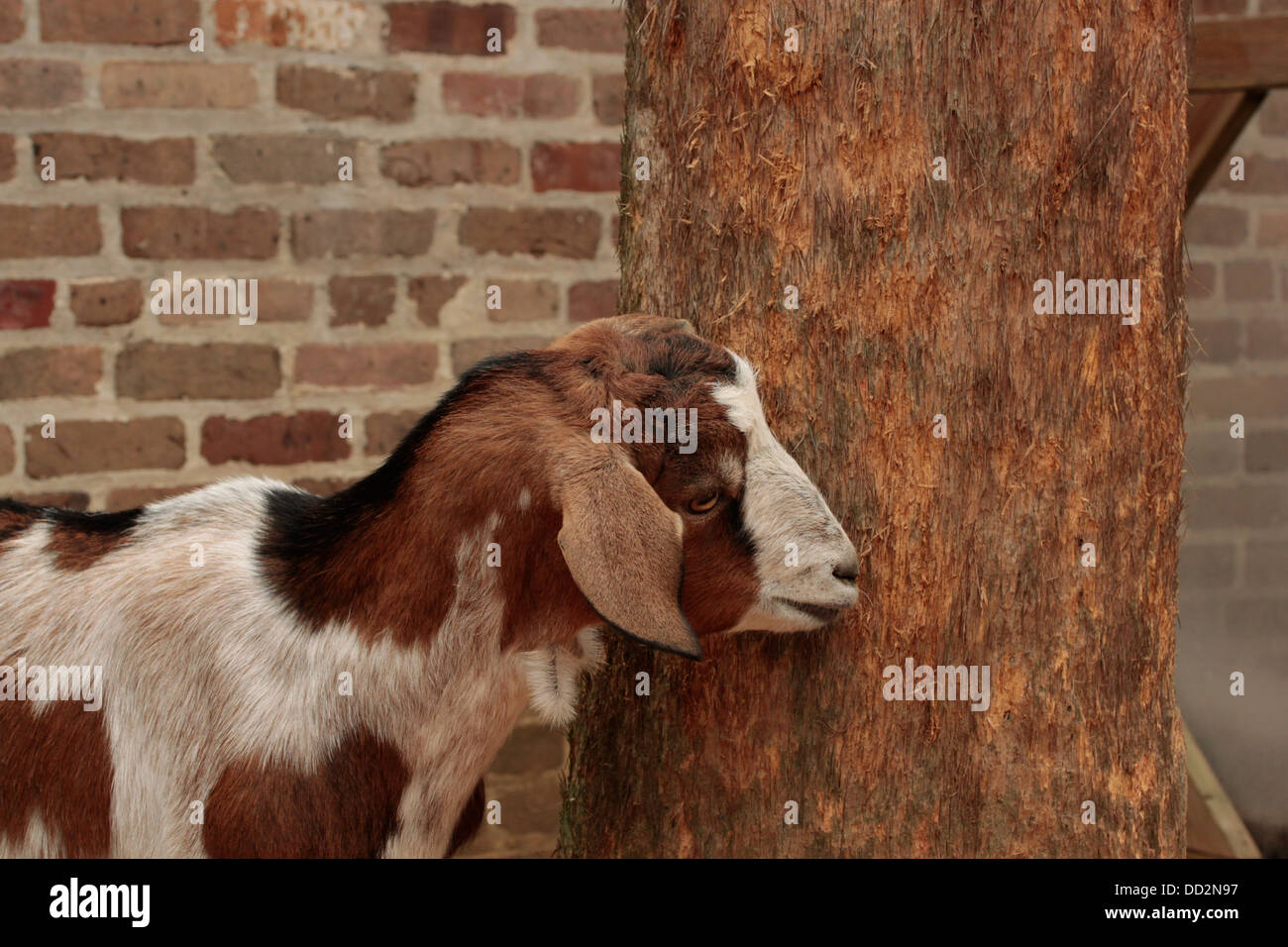 Goat chewing bark Stock Photo - Alamy