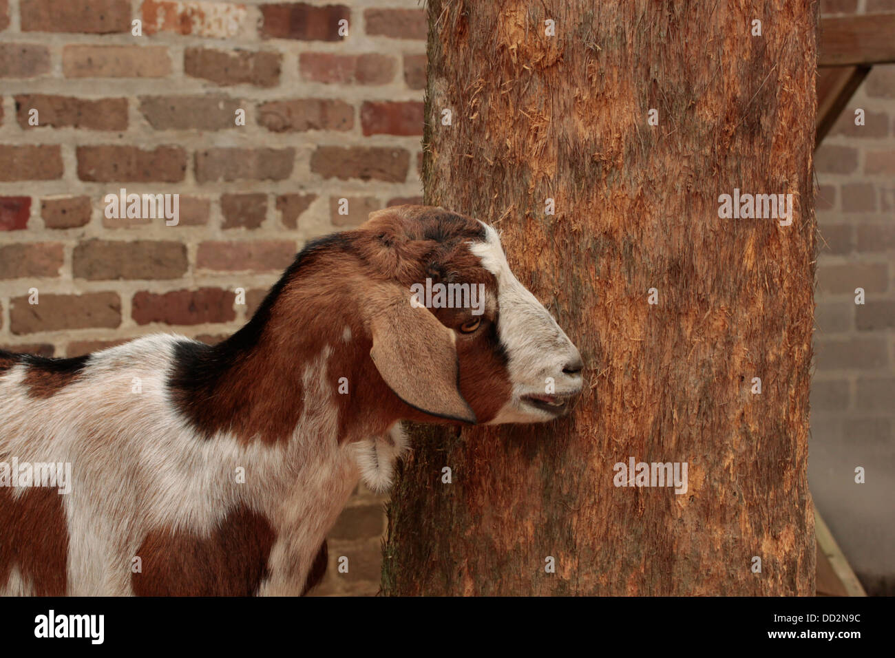 Goat chewing bark at petting zoo Stock Photo - Alamy