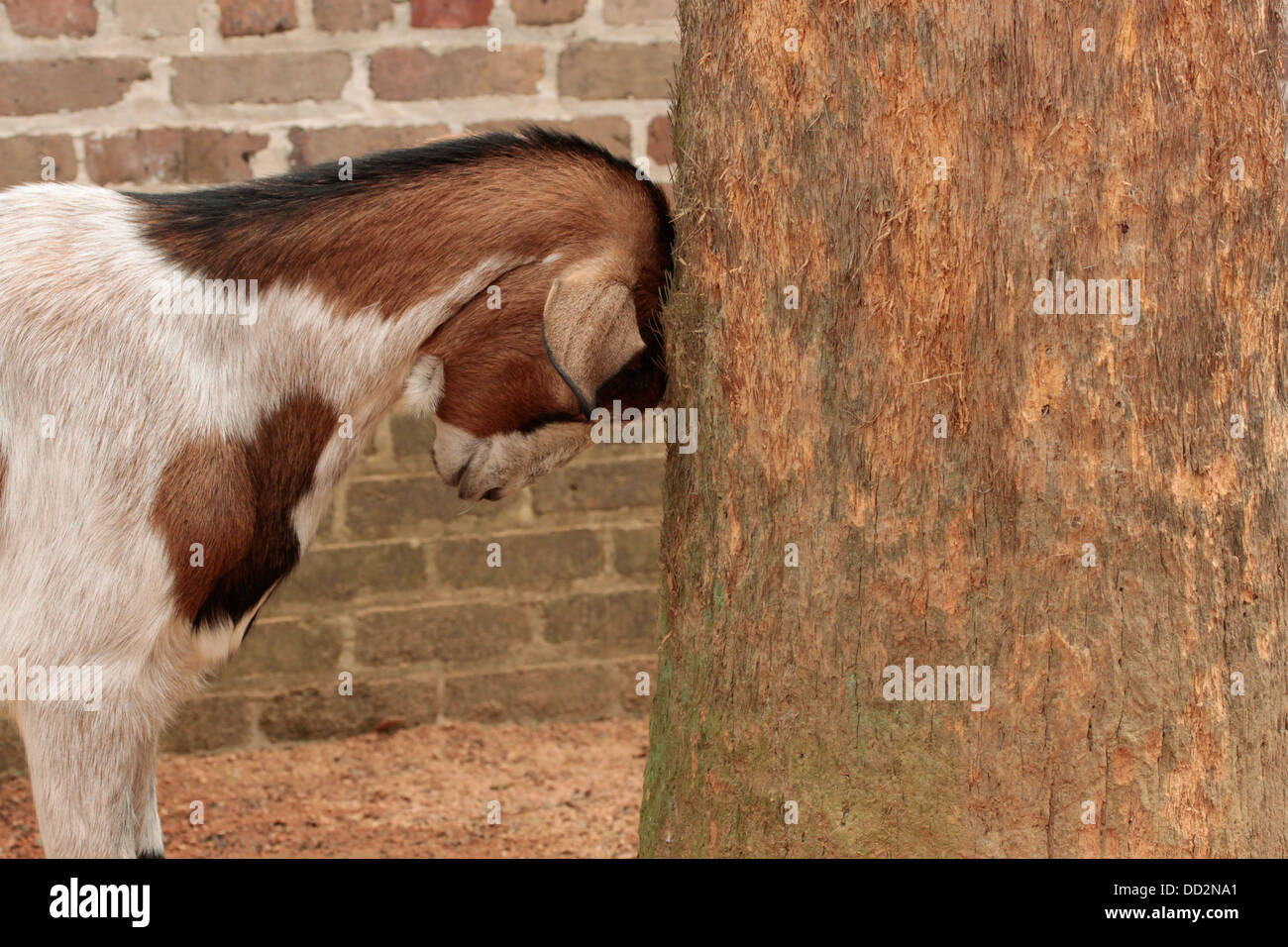 Goat butting hi-res stock photography and images - Alamy