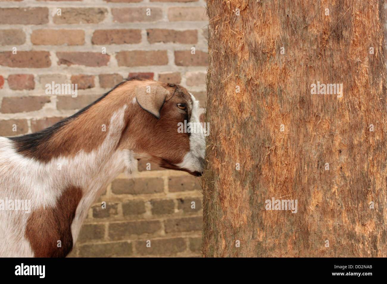 Goat Chewing Bark Stock Photo - Alamy